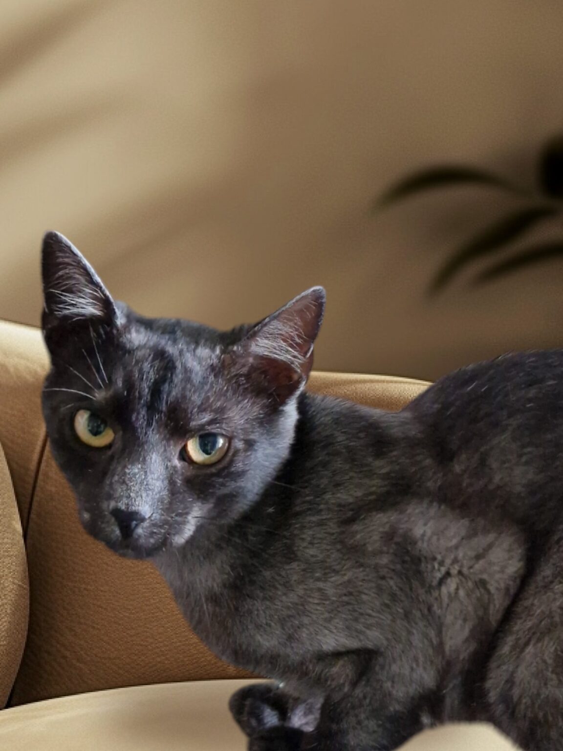 The Transylvanian Cat: Wolf-like features and a gray coat.