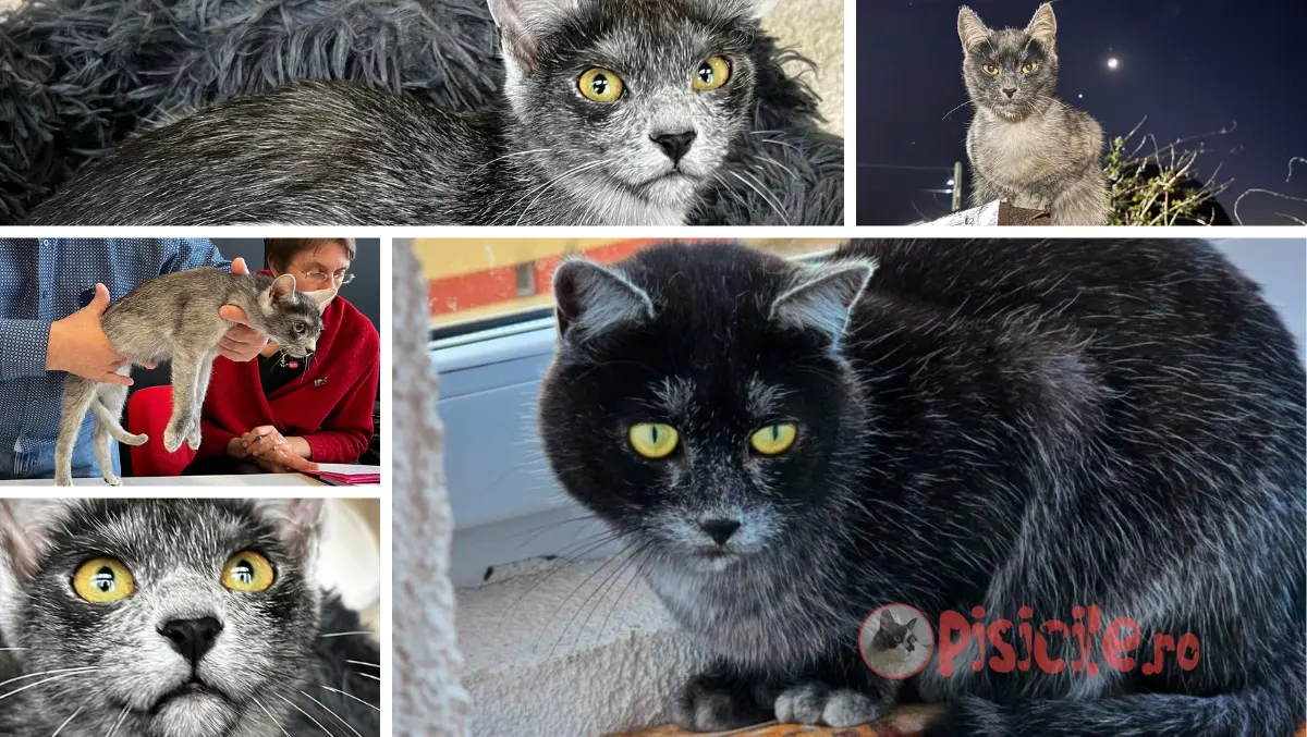 Pisica Transilvană. Trăsături de lup și blană cenușie.
